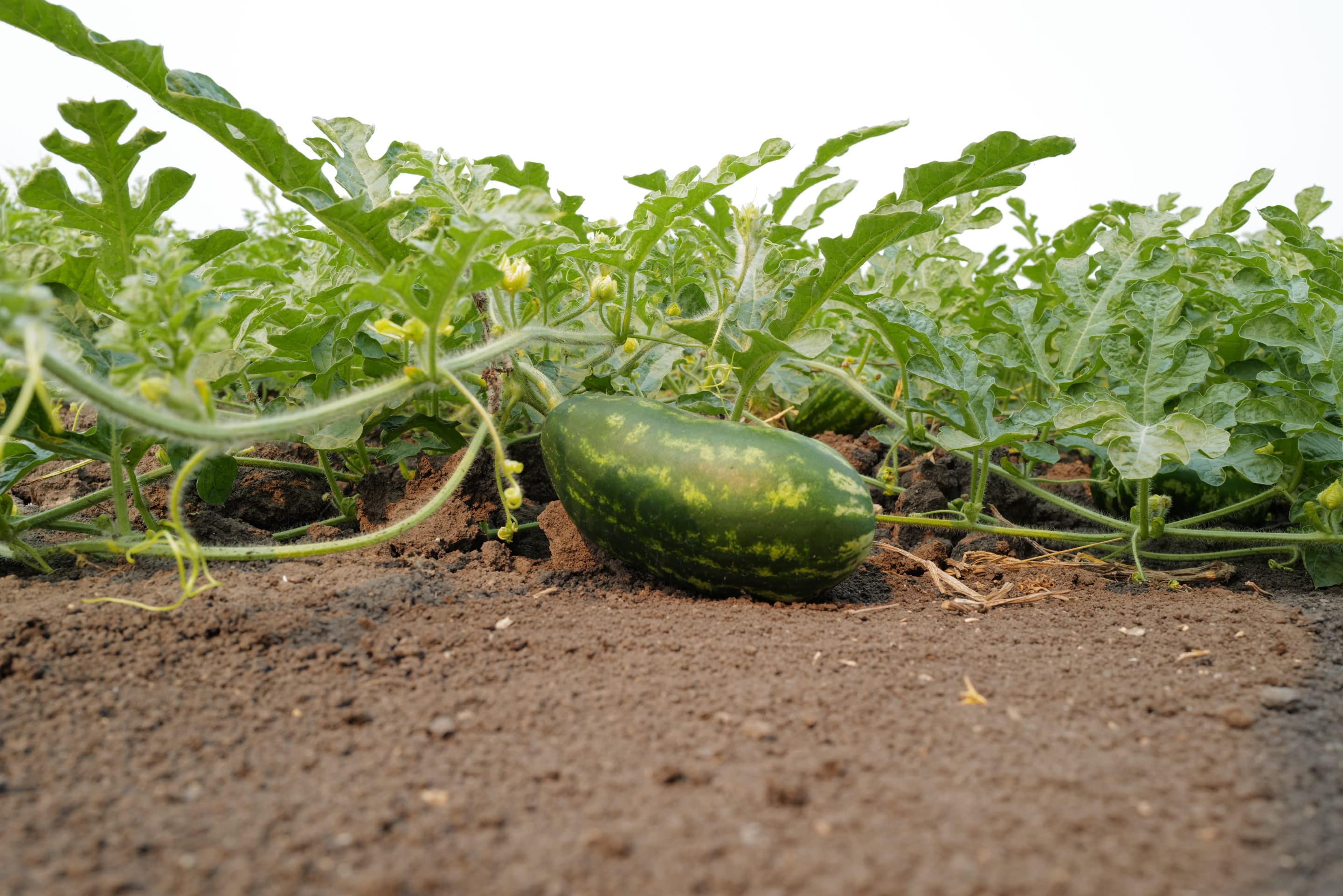 The Better Way to Add Calcium on Row Crops; TECH-GRO MIRA-CAL
